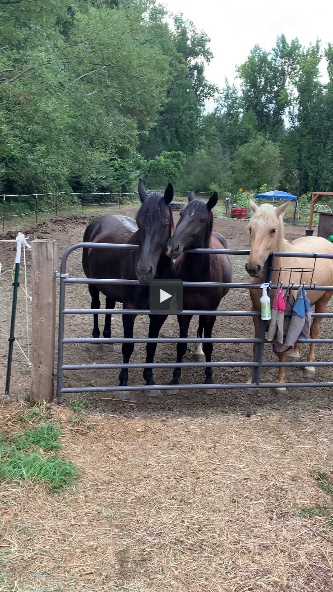 IMG_1067.MOV | Dainty Rascal Dancing