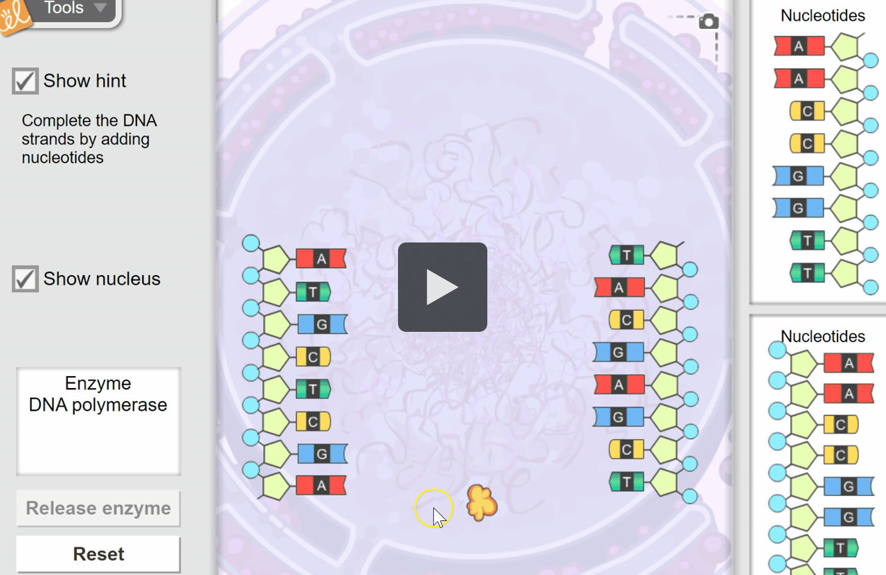 Recording #42 DNA Polymerase GIF | Mountainheightsacademy