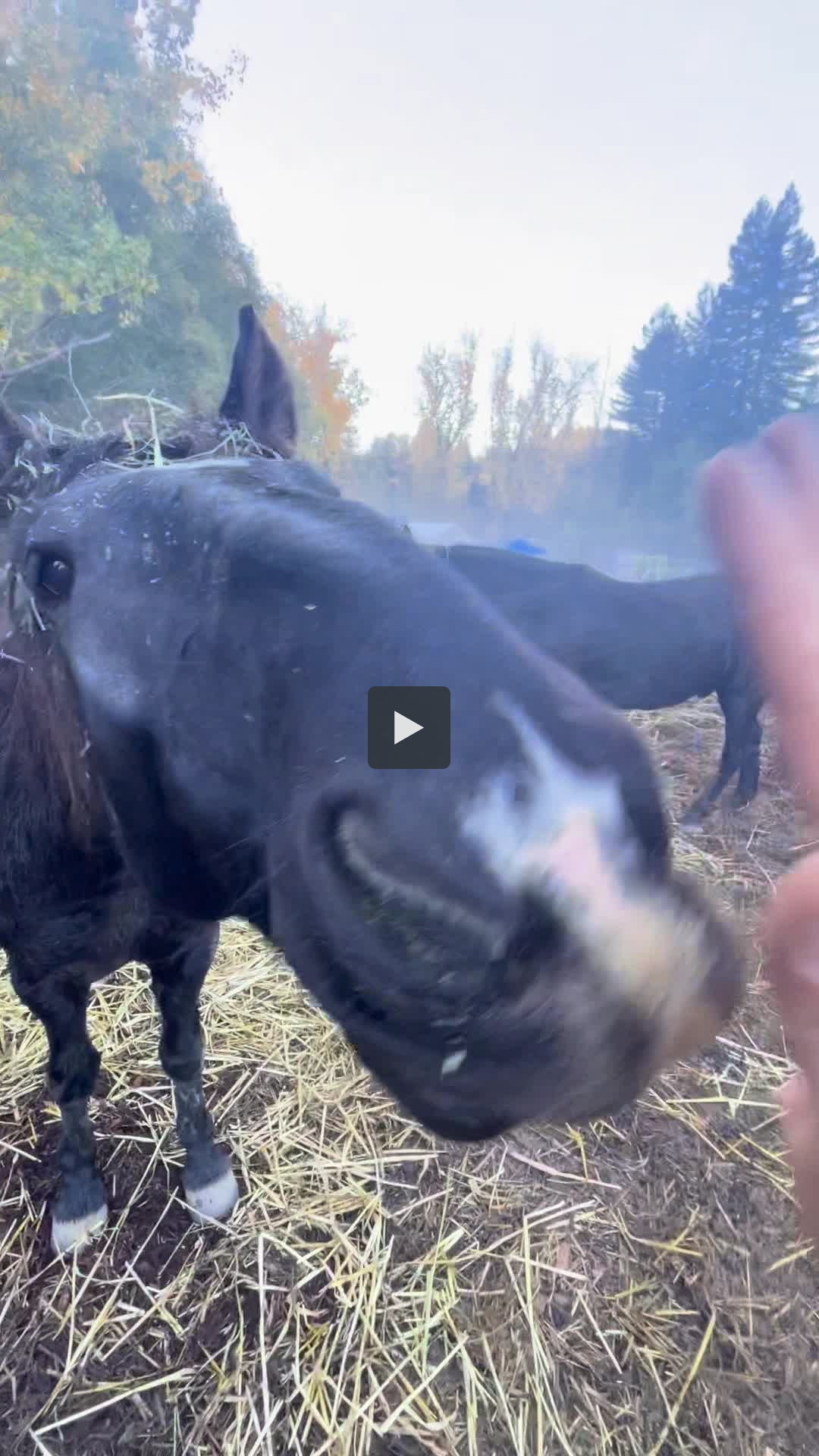 IMG_1453.MOV | Dainty Rascal Dancing