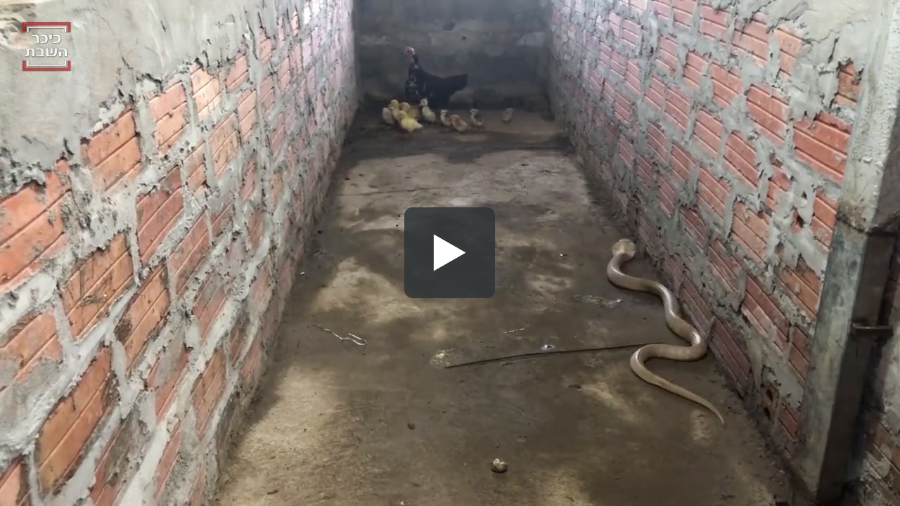 A "Yiddishe Mameh" guards her brood | GuardYourEyes Videos