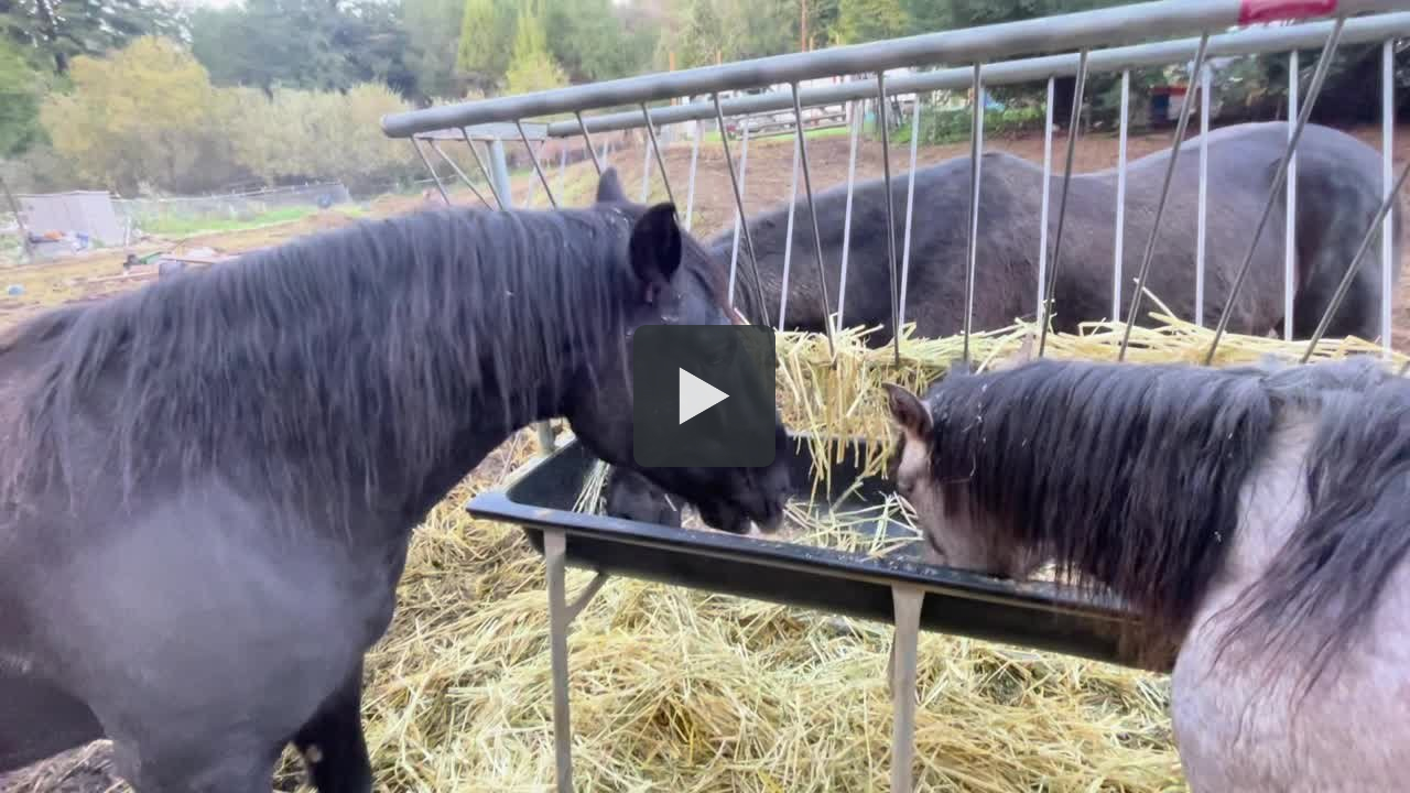 IMG_1519.MOV | Dainty Rascal Dancing