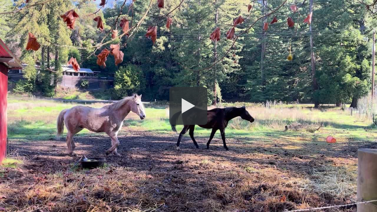 IMG_1492.MOV | Dainty Rascal Dancing