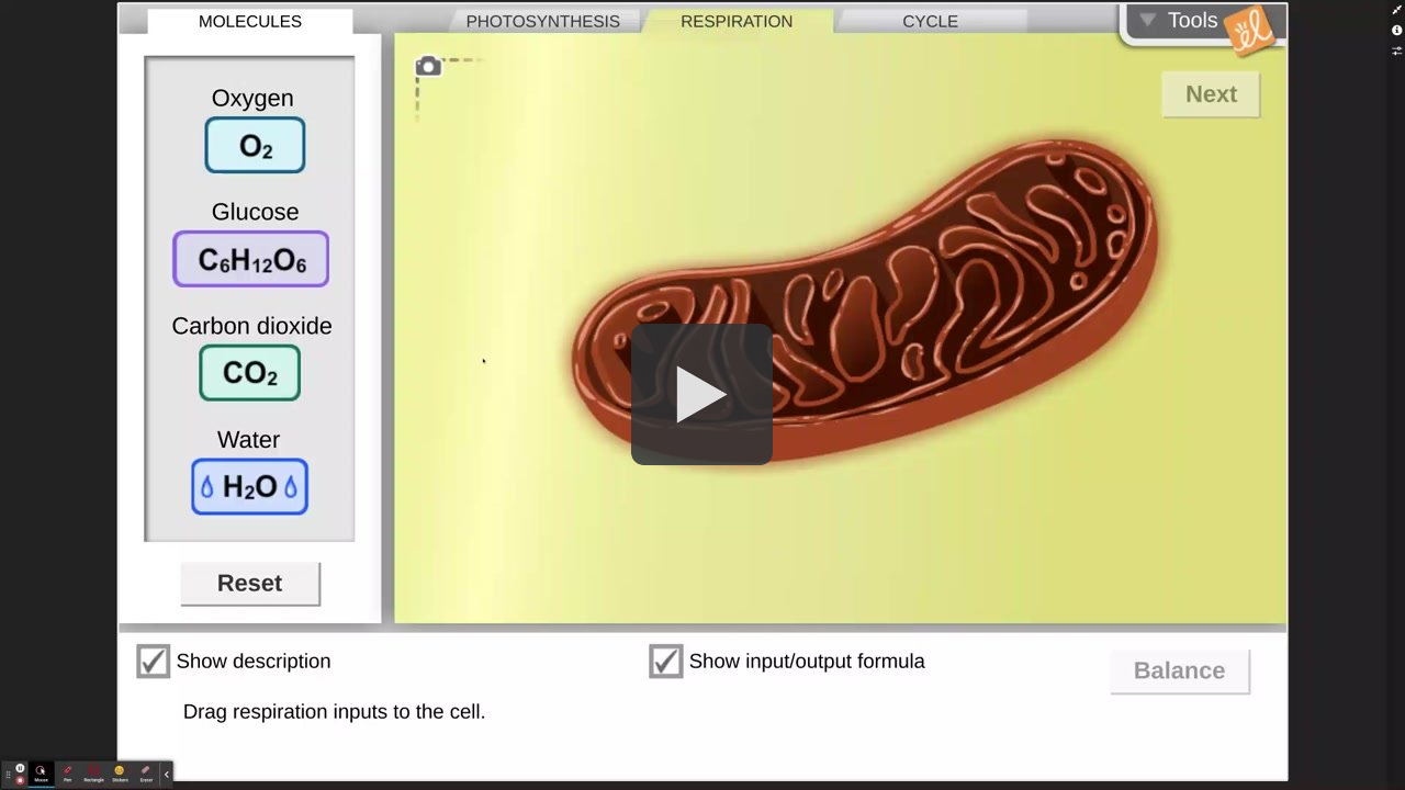 Cell Respiration Gizmo Mountainheightsacademy