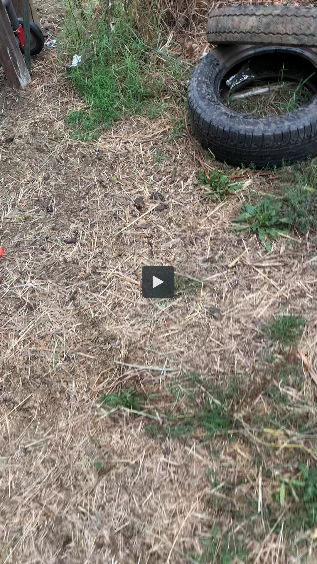 IMG_1068.MOV | Dainty Rascal Dancing