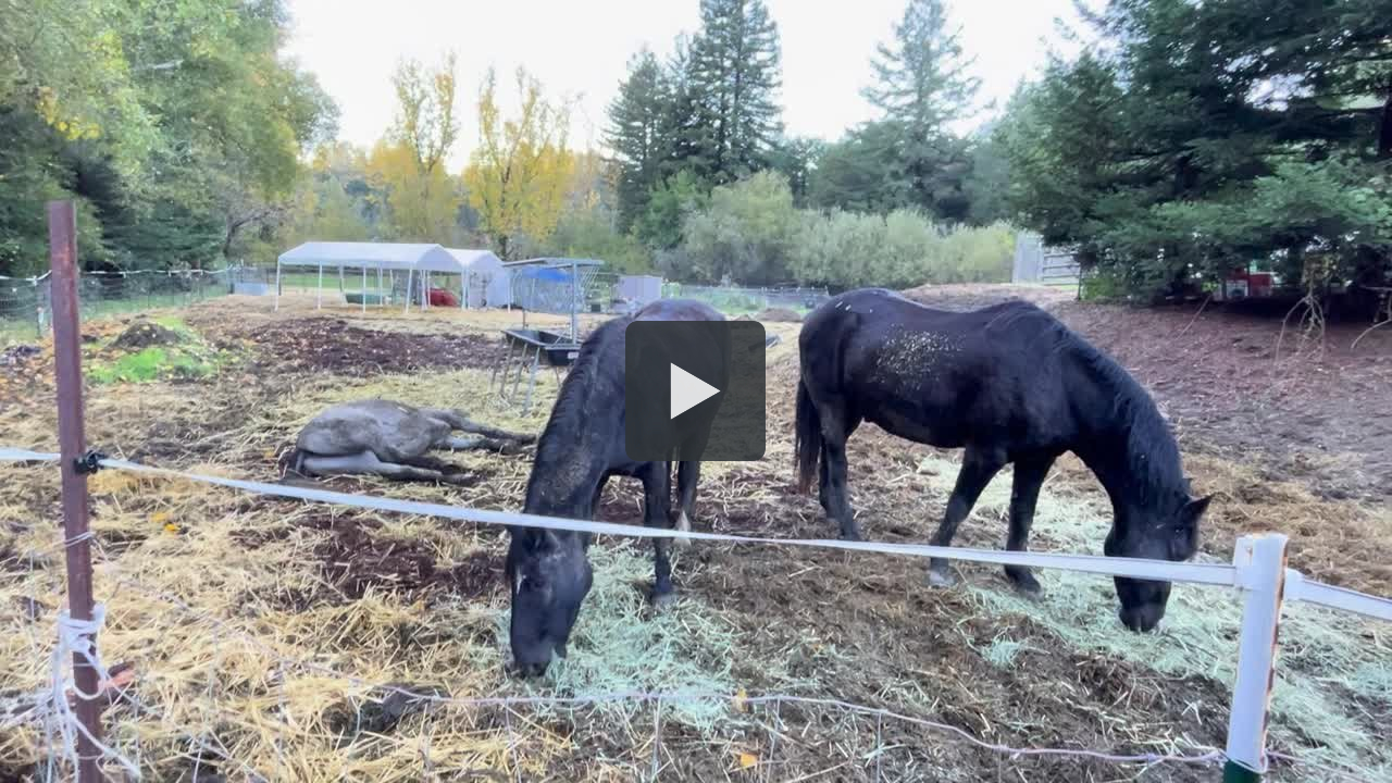 IMG_1451.MOV | Dainty Rascal Dancing