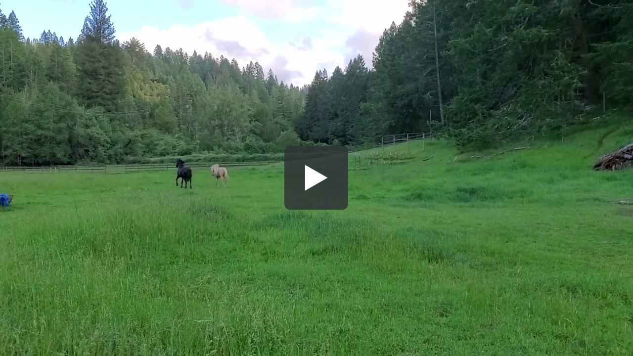 20200518_191125.mp4 | Dainty Rascal Dancing