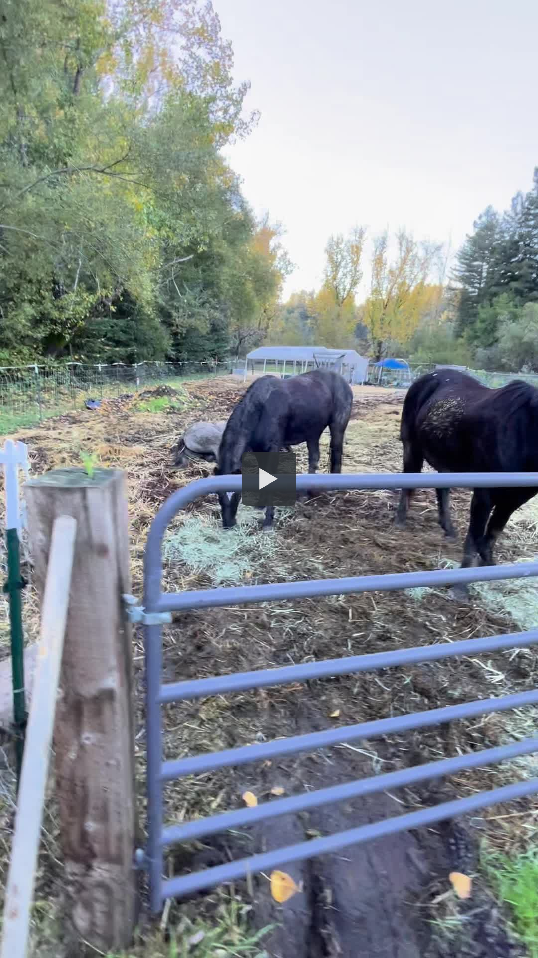 IMG_1449.MOV | Dainty Rascal Dancing