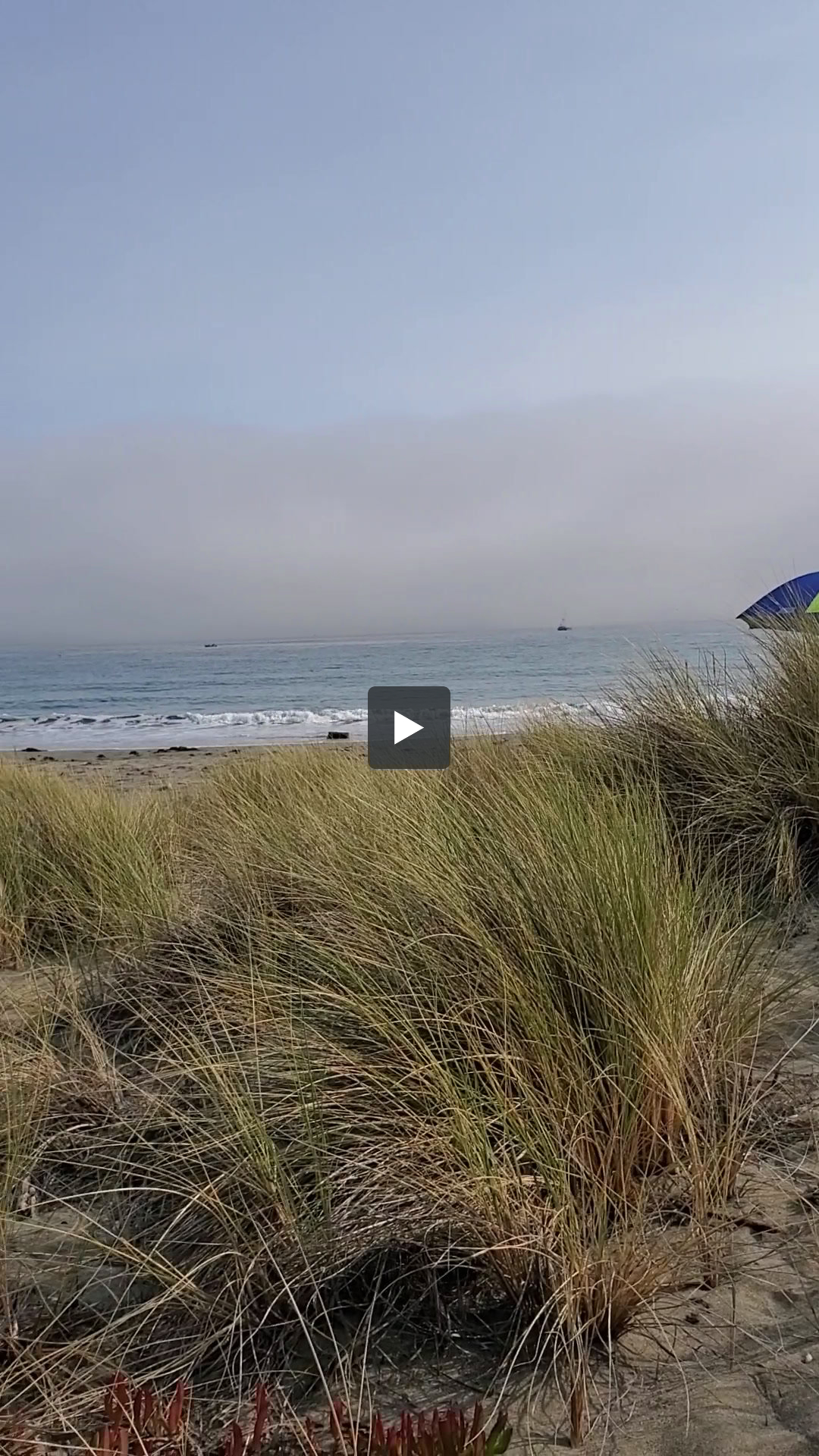 20200824_164431.mp4 | Dainty Rascal Dancing