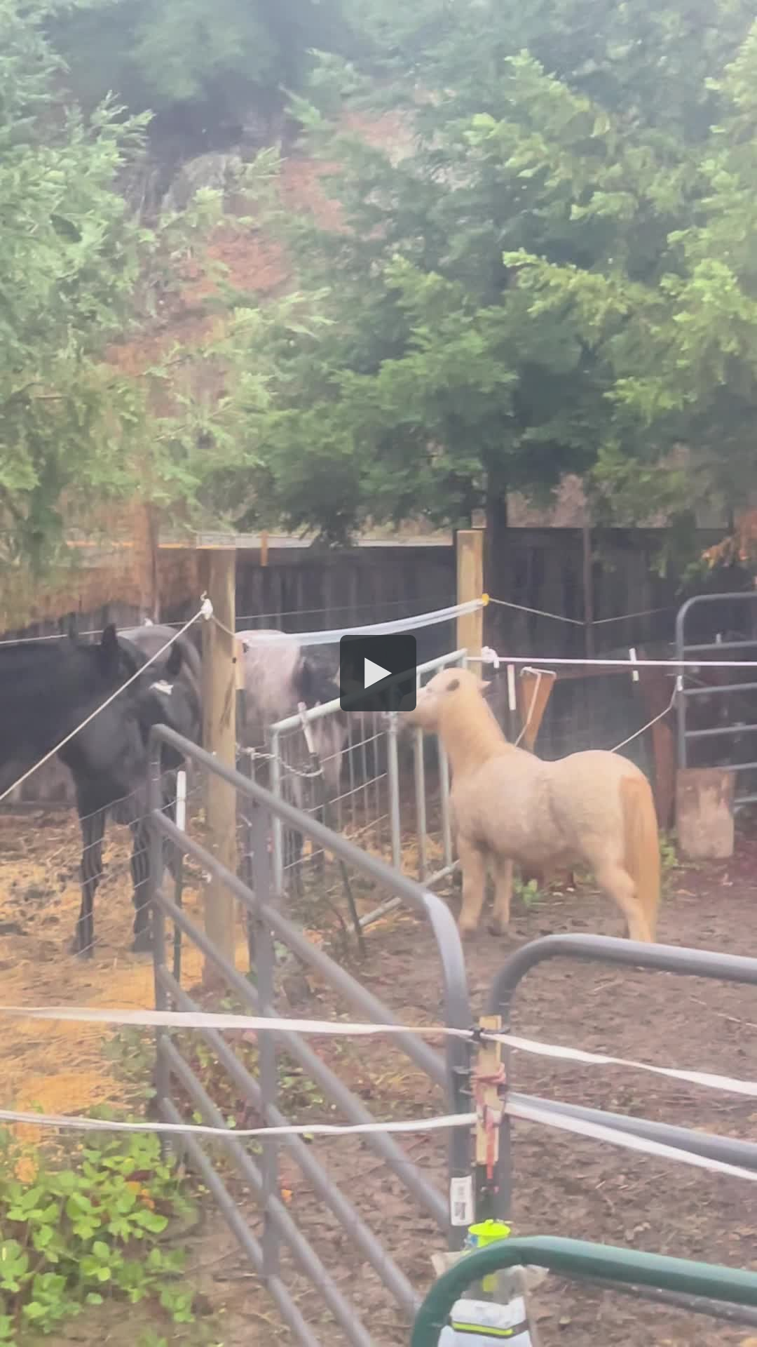 IMG_1360.MOV | Dainty Rascal Dancing