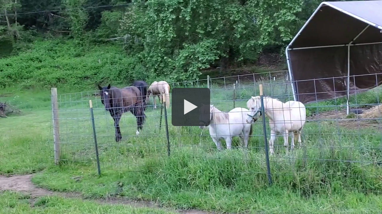 20200518_190950.mp4 | Dainty Rascal Dancing